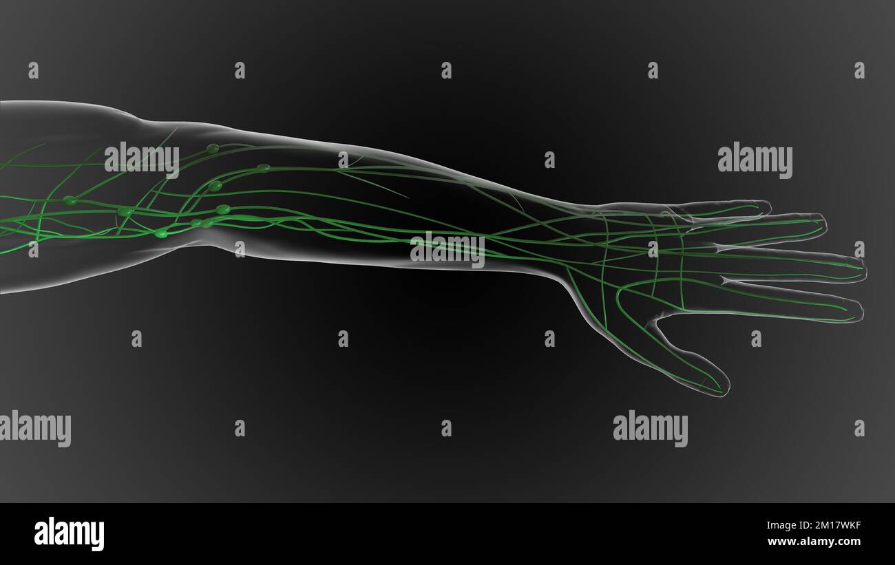 Lymphatic system is a network of delicate tubes throughout the body, It ...