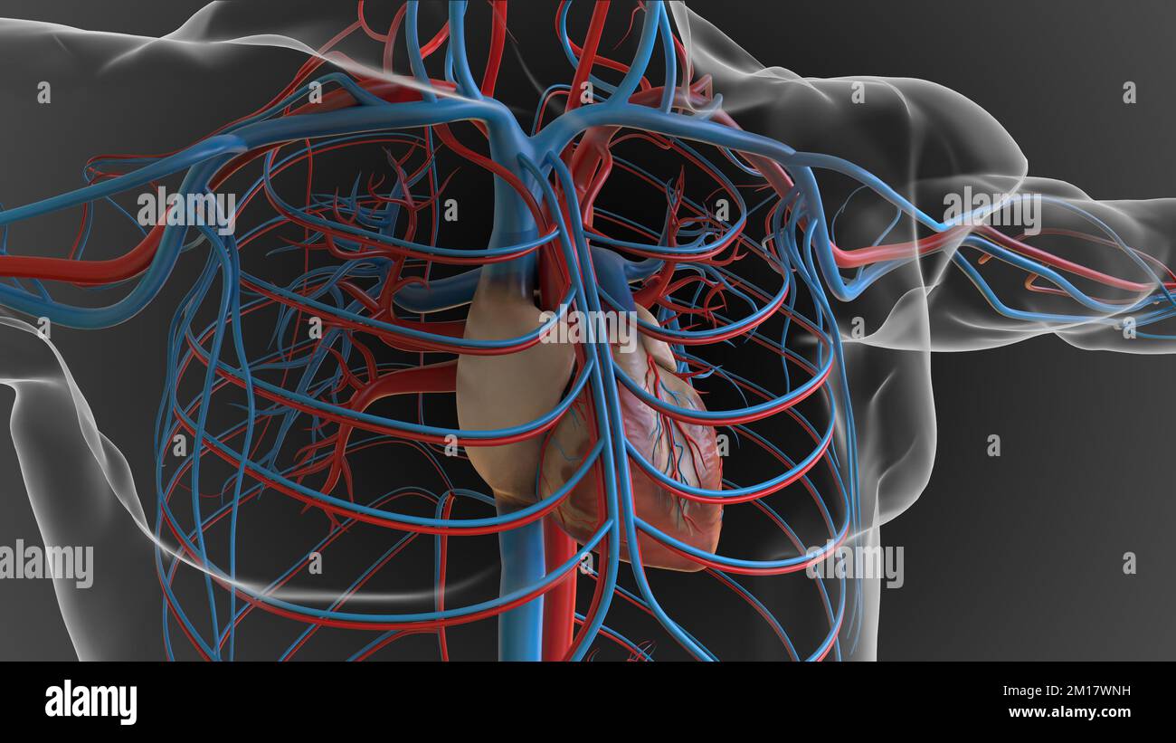 Human heart circulatory system anatomy for medical concept 3D ...