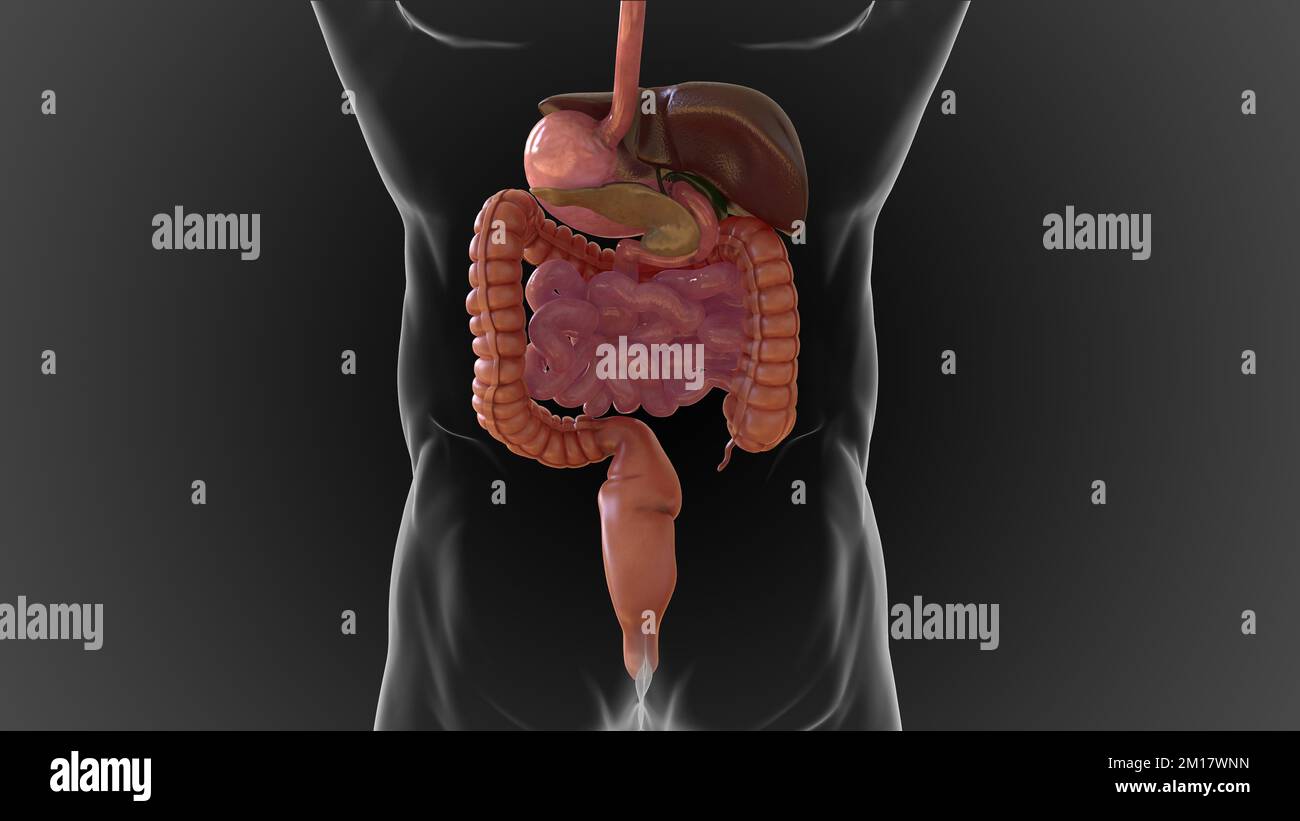 human digestive anatomy for medical concept 3D illustration Stock Photo ...