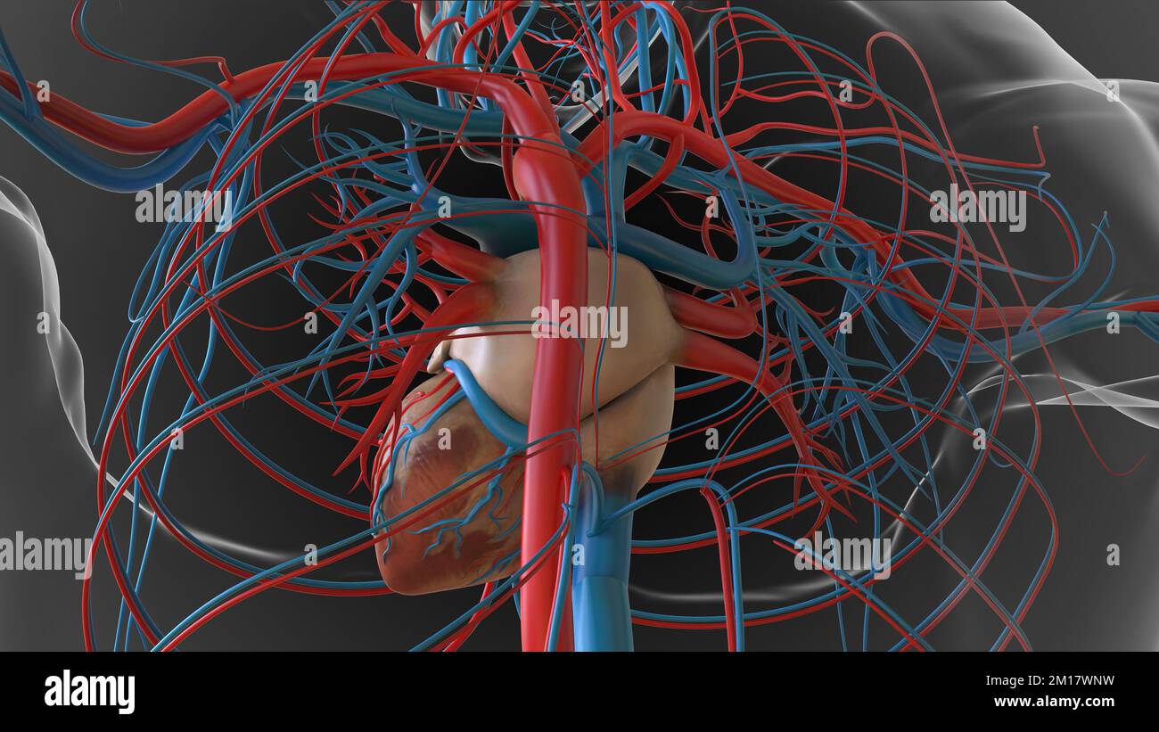 Human heart circulatory system anatomy for medical concept 3D ...