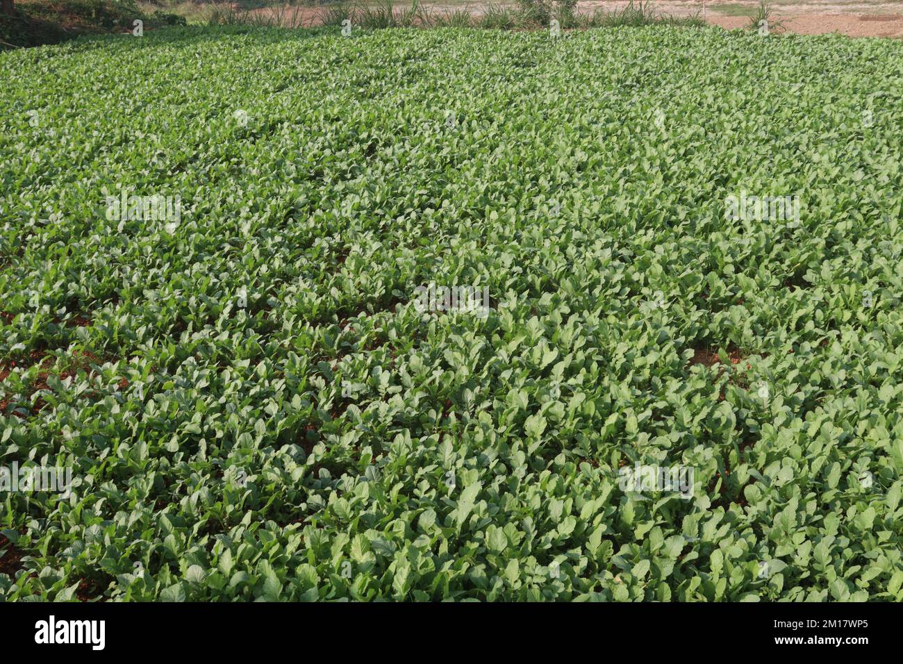 Radish spinach hi-res stock photography and images - Alamy