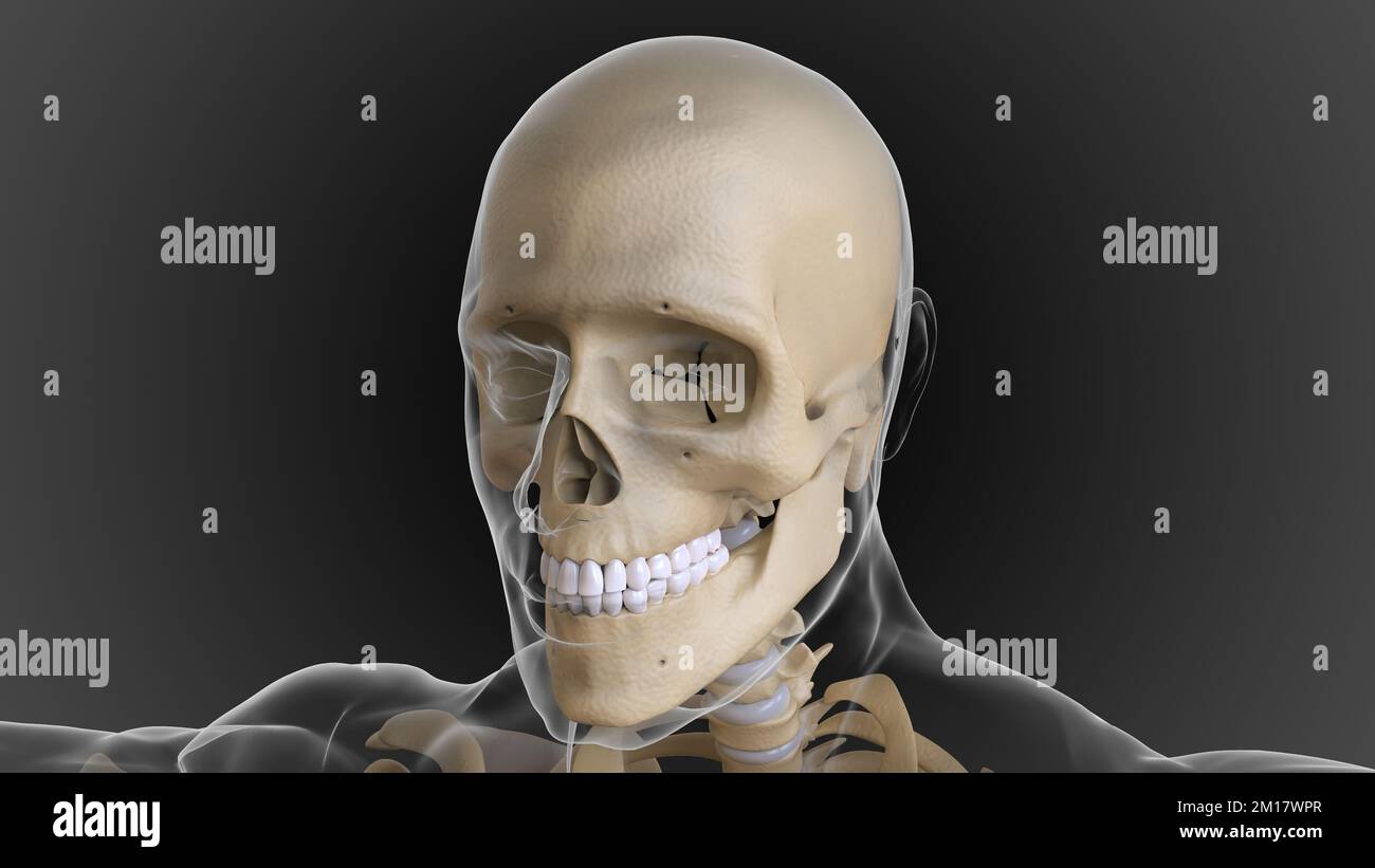 The bony skeleton is divided into 2 parts axial skeleton and appendicular skeleton 3D ...