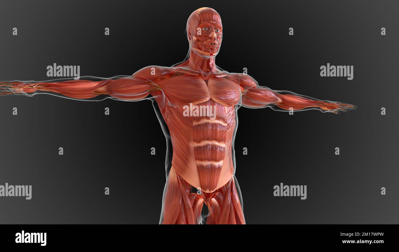 muscular system is an organ system responsible for providing strength ...