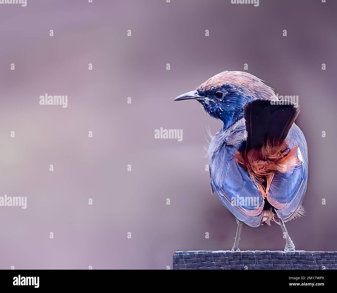 An Indian Robin (Copsychus fulicatus) sitting on a wall and looking ...