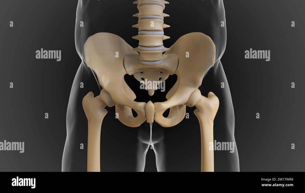 The bony skeleton is divided into 2 parts axial skeleton and ...