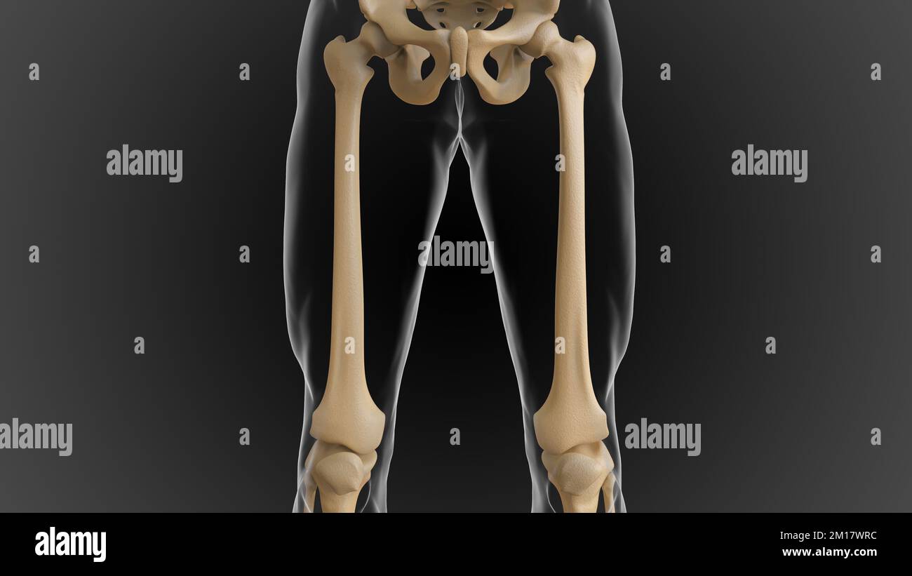 The bony skeleton is divided into 2 parts axial skeleton and ...