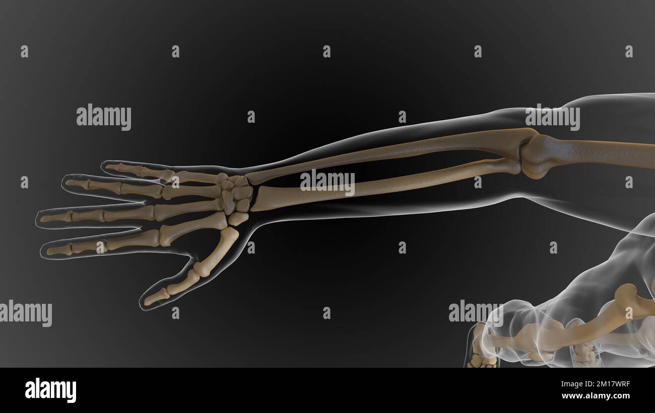 The bony skeleton is divided into 2 parts axial skeleton and appendicular skeleton 3D ...