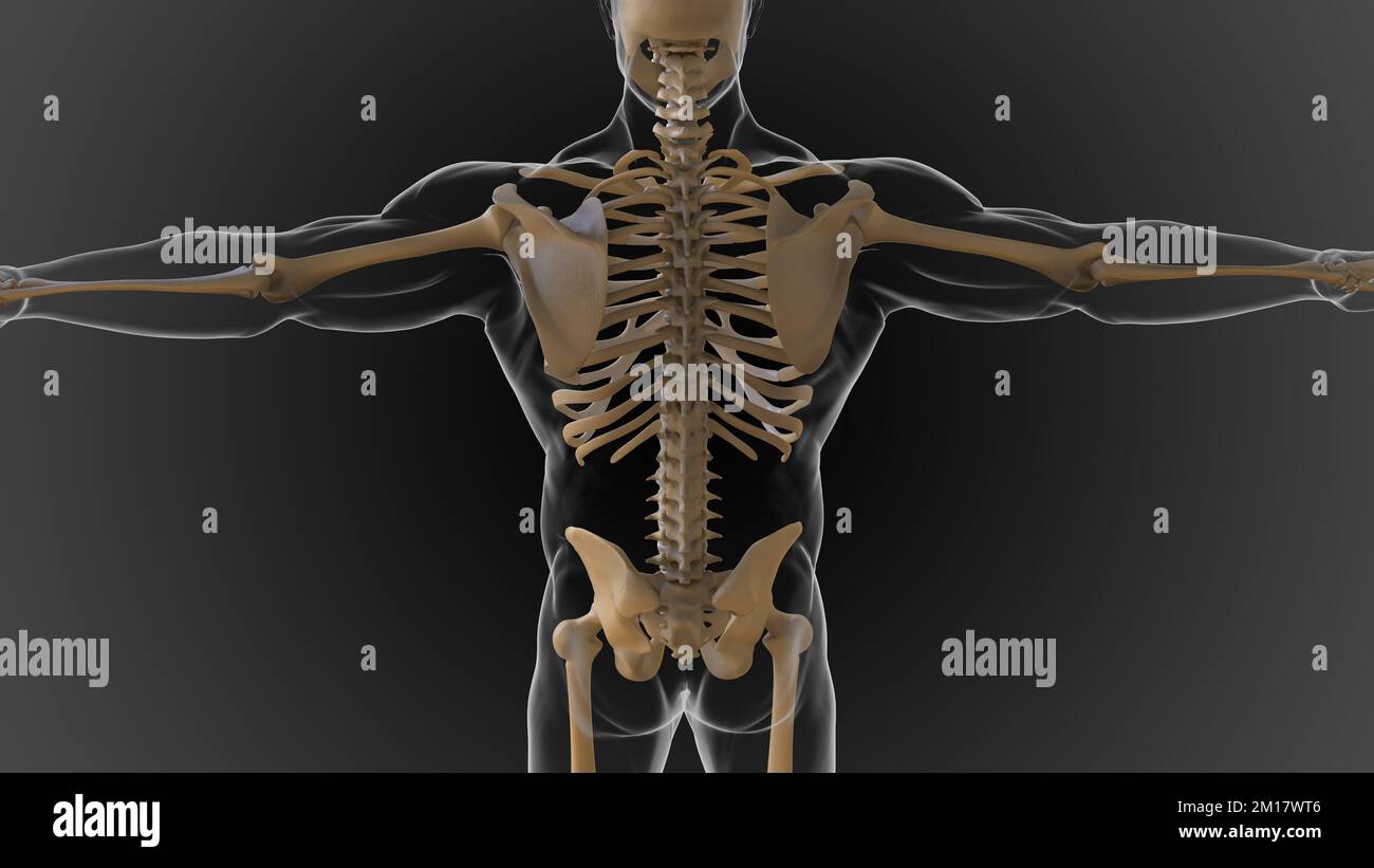 The bony skeleton is divided into 2 parts axial skeleton and appendicular skeleton 3D ...