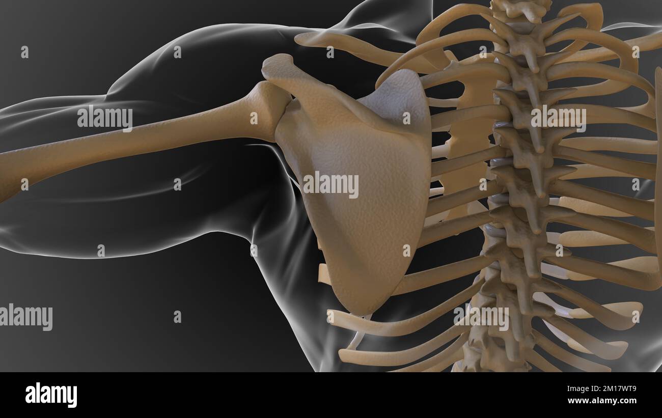 The bony skeleton is divided into 2 parts axial skeleton and ...