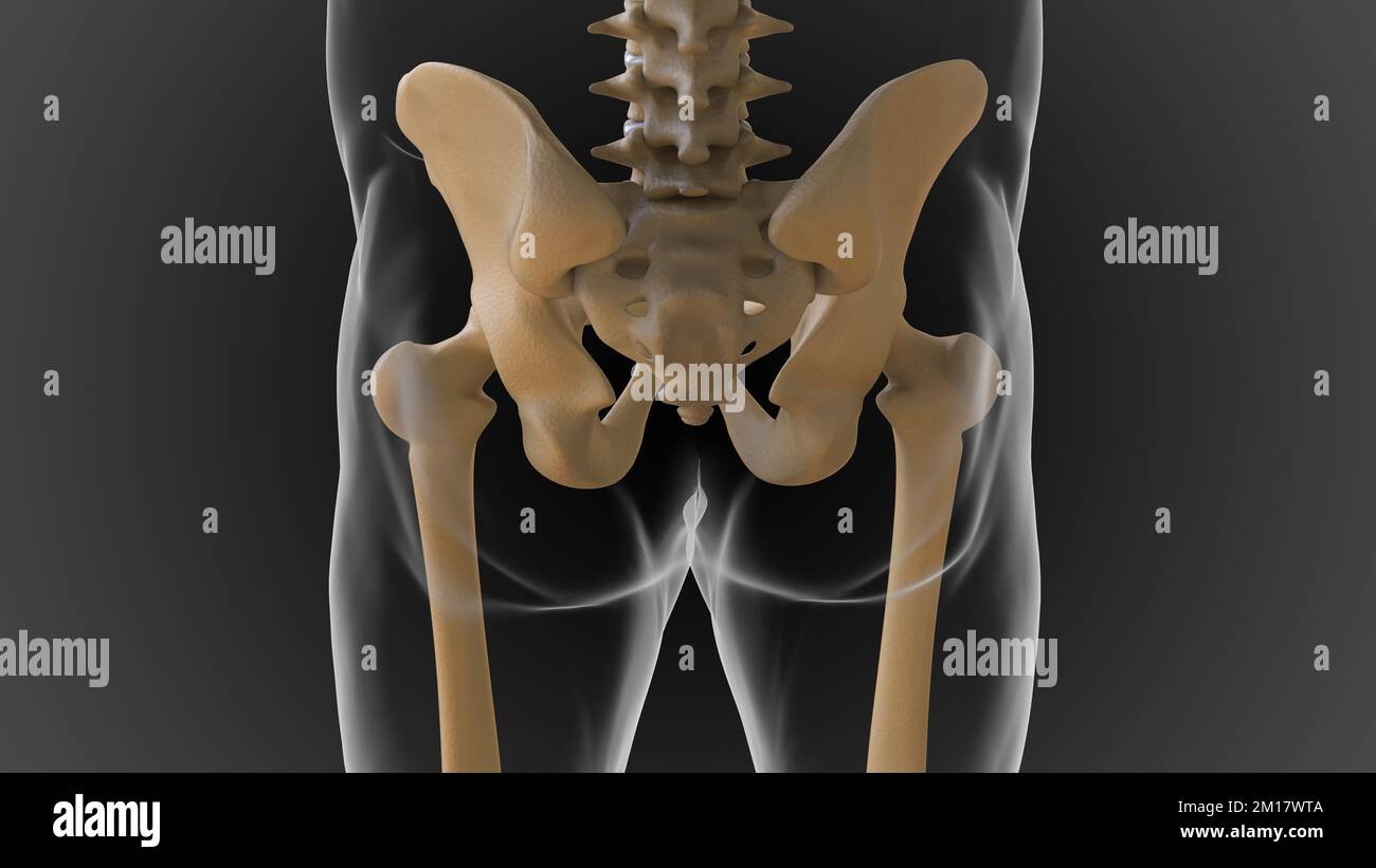 The bony skeleton is divided into 2 parts axial skeleton and appendicular skeleton 3D ...