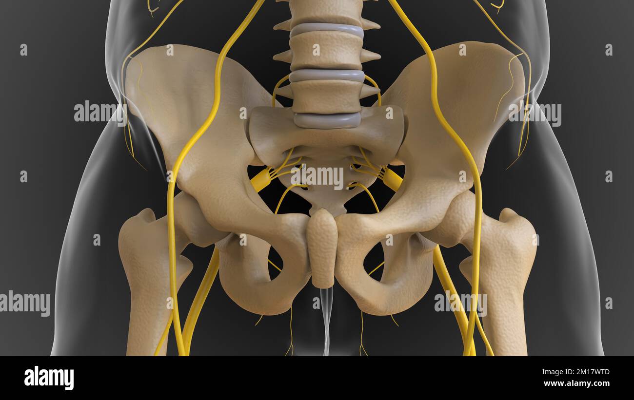 The bony skeleton is divided into 2 parts axial skeleton and ...