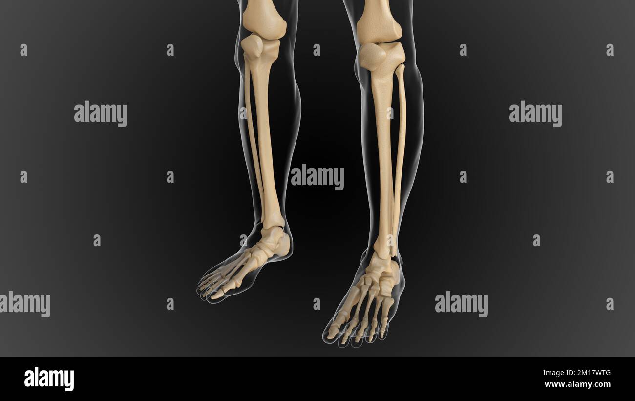 The bony skeleton is divided into 2 parts axial skeleton and appendicular skeleton 3D ...