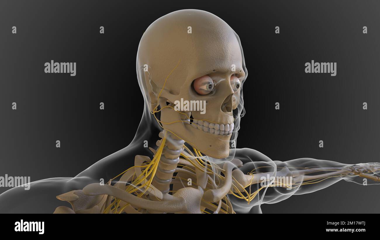 The bony skeleton is divided into 2 parts axial skeleton and appendicular skeleton 3D ...