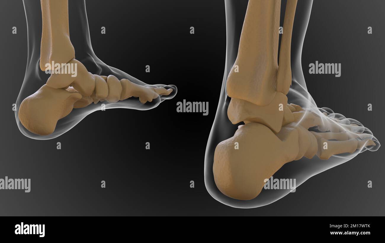 Axial patella hi-res stock photography and images - Alamy