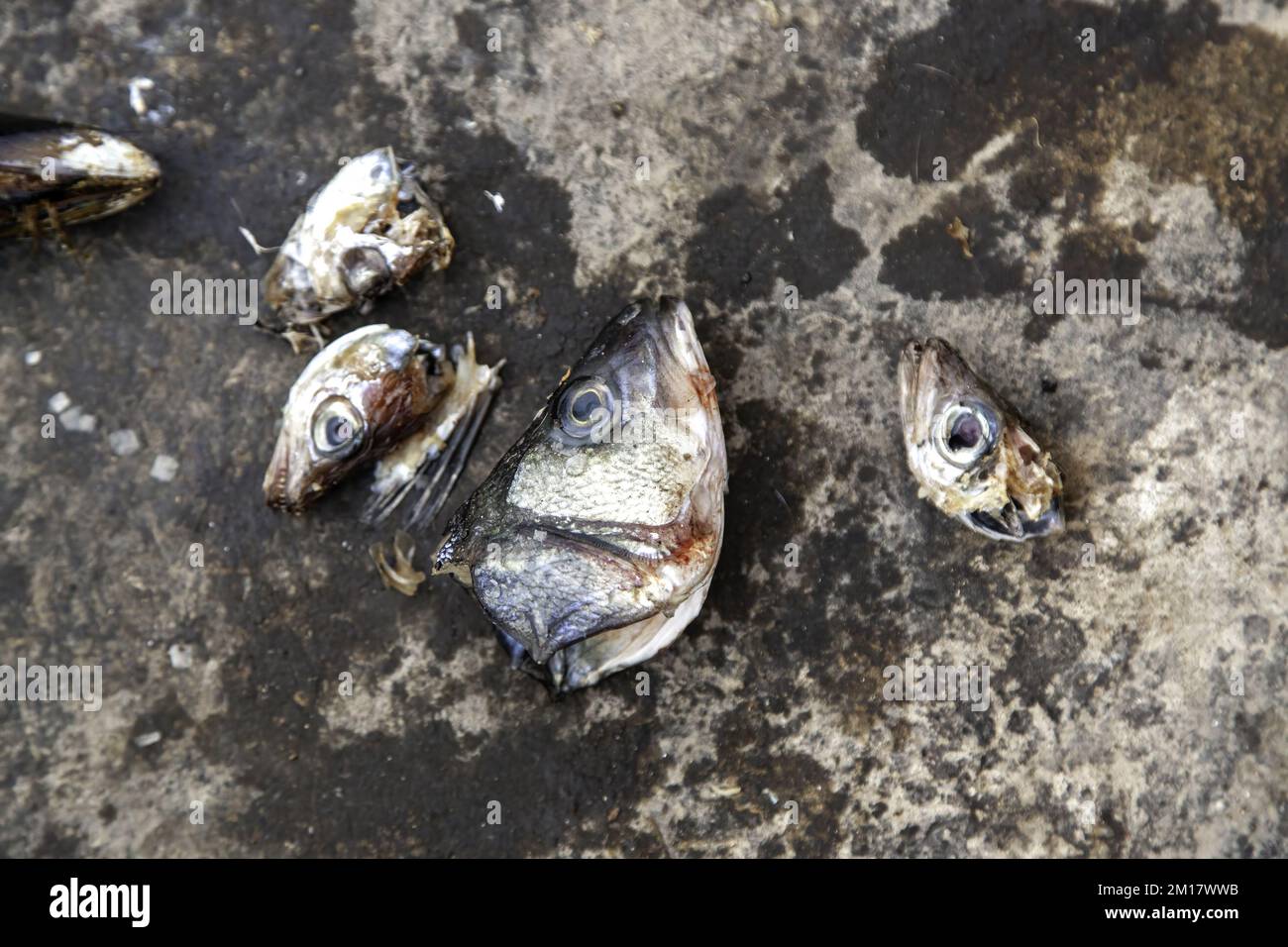 Detail of food in poor condition, contamination and dirt Stock Photo ...