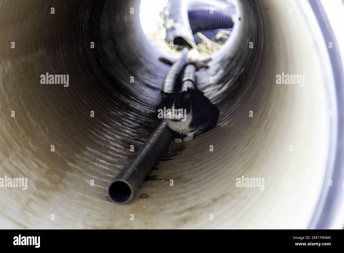 Detail of abandoned stray animal in an old pipe Stock Photo - Alamy