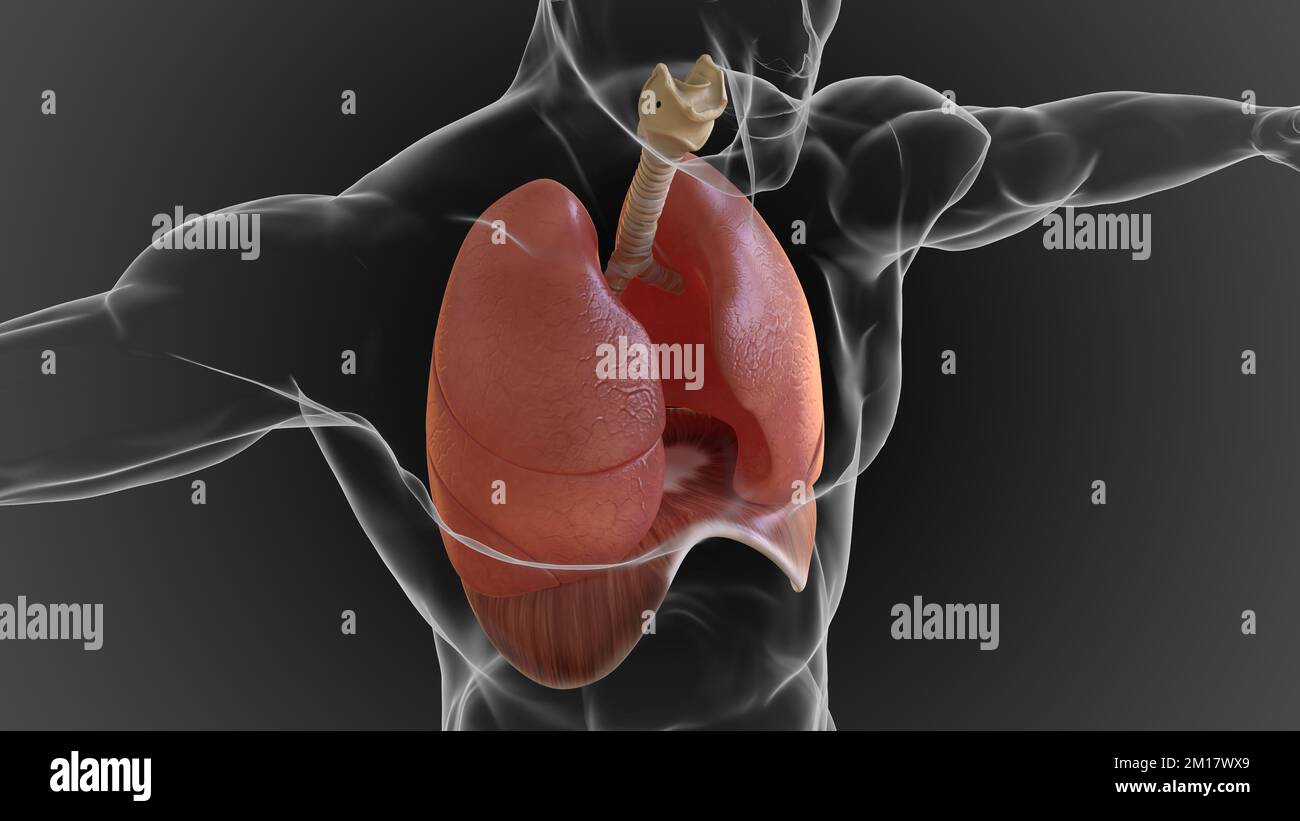 human lungs and respiratory system allow oxygen in the air to be taken ...