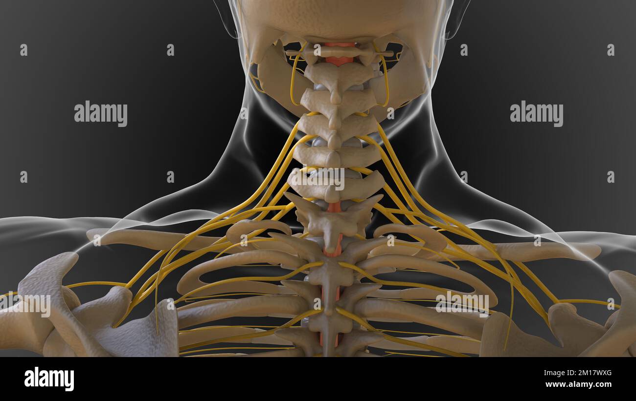 Axial patella hi-res stock photography and images - Alamy