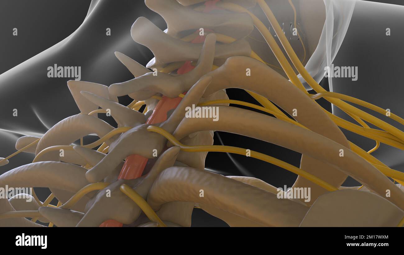 The bony skeleton is divided into 2 parts axial skeleton and ...
