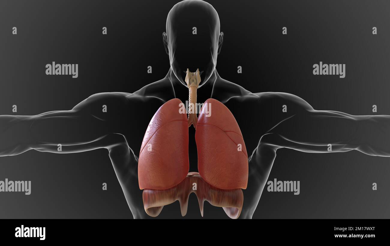 human lungs and respiratory system allow oxygen in the air to be taken ...