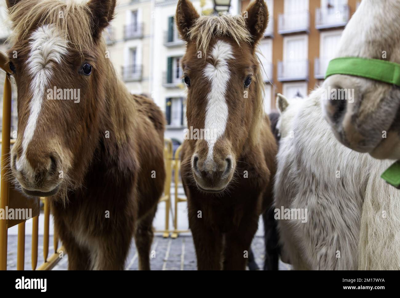 Mammal horizontal animal animals hi-res stock photography and images ...