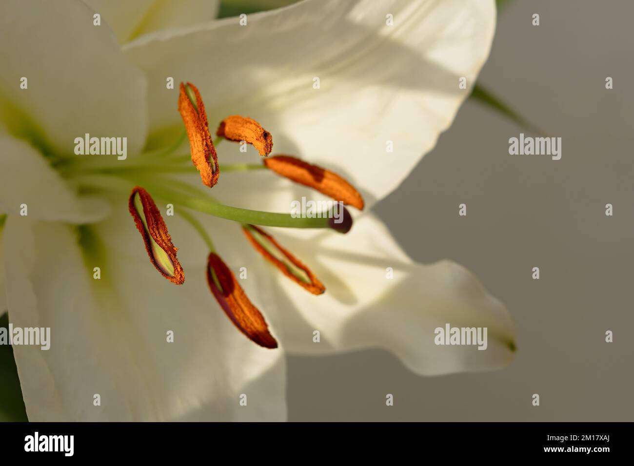 Beige delicate lilies close-up. Beautiful flowers in a warm light ...