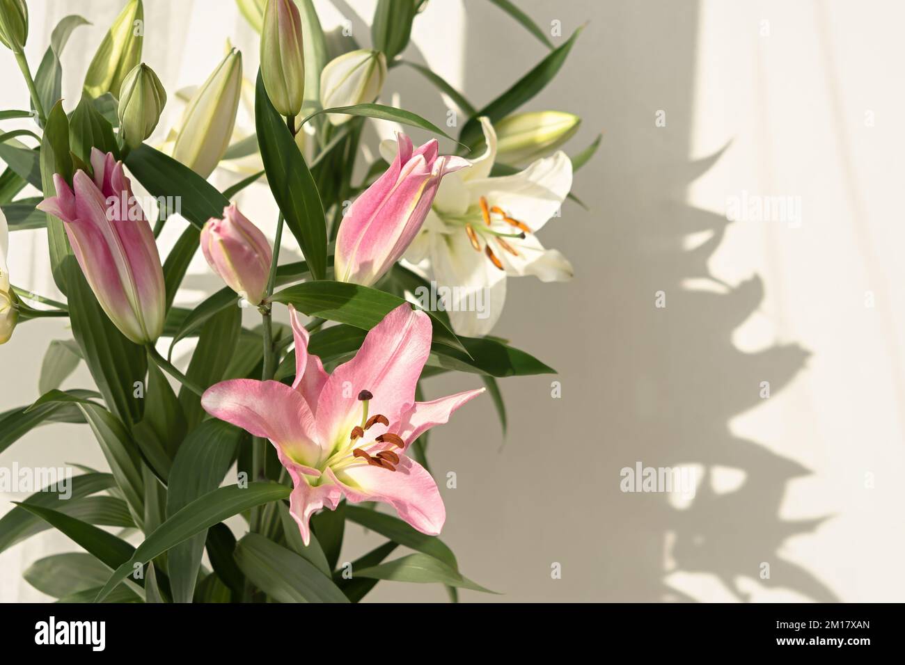 Pink delicate lilies close-up. Beautiful flowers in a warm light ...