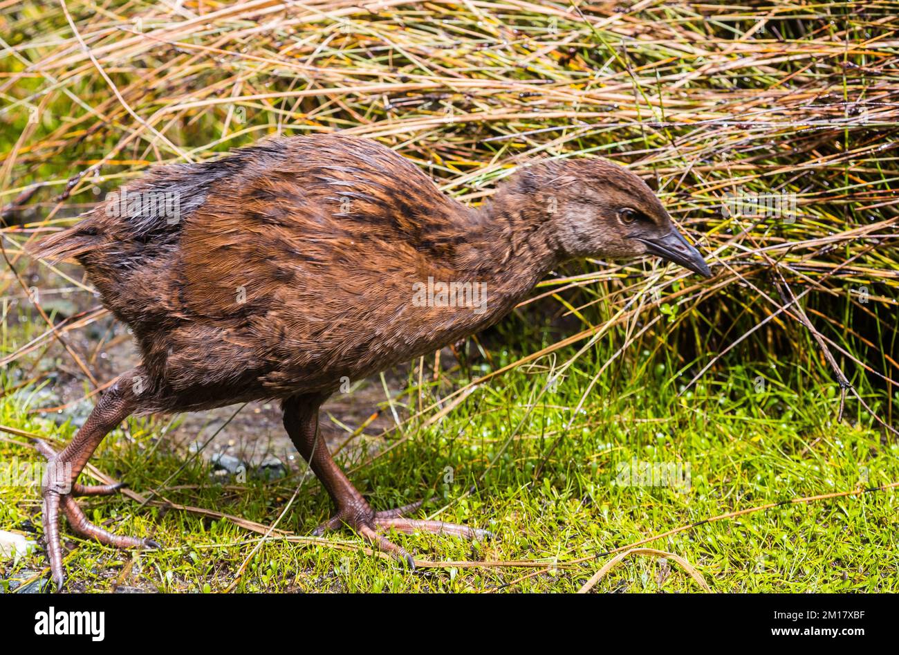 Maori hen hi-res stock photography and images - Alamy