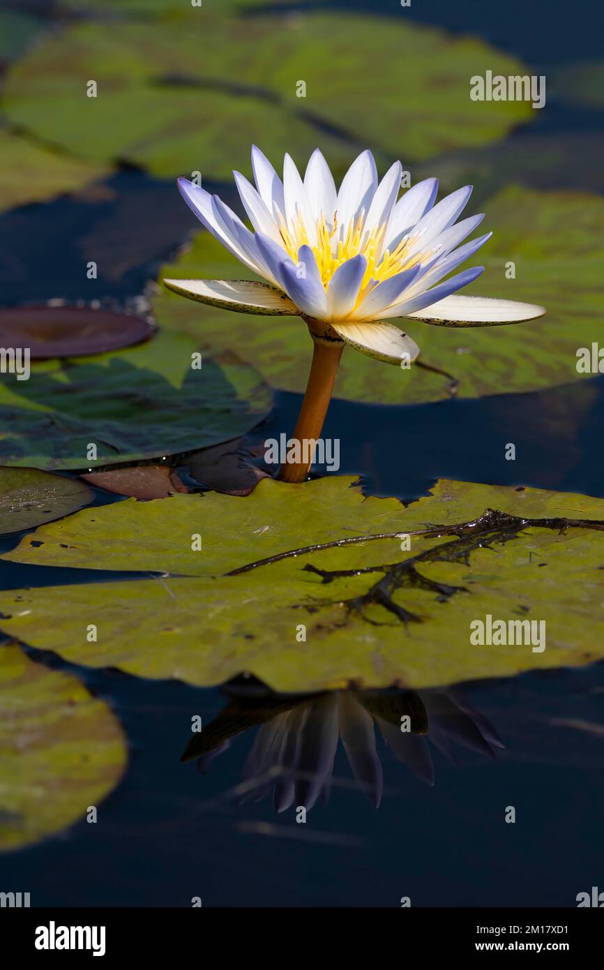 Water lily (Nymphaea), Bangweulu Swamps, Zambia, Africa Stock Photo - Alamy