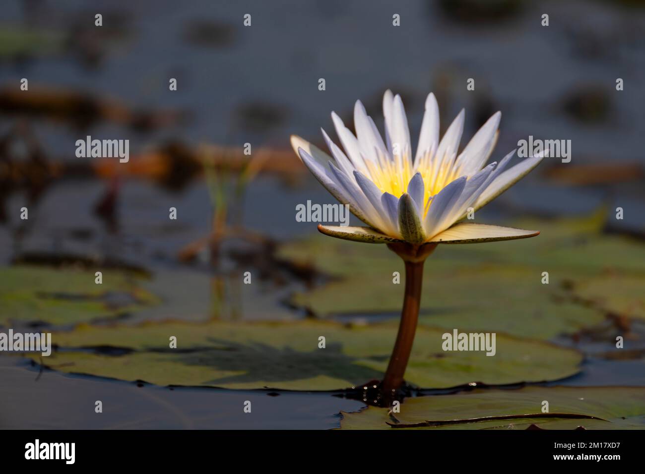 Water lily (Nymphaea), Bangweulu Swamps, Zambia, Africa Stock Photo - Alamy