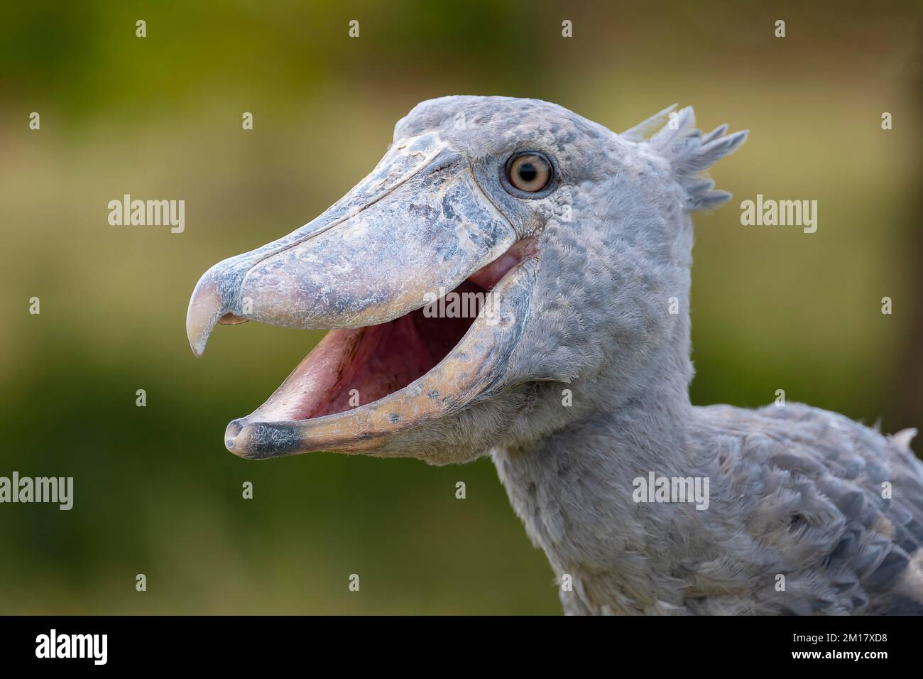 Shoebill (Balaeniceps rex), also Abu Markub, animal portrait, Bangweulu ...