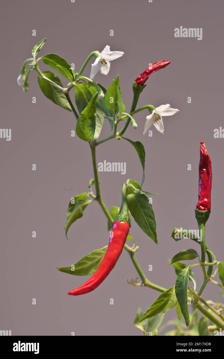 Birds eye chili (Capsicum frutescens), Lower Saxony, Germany, Europe ...