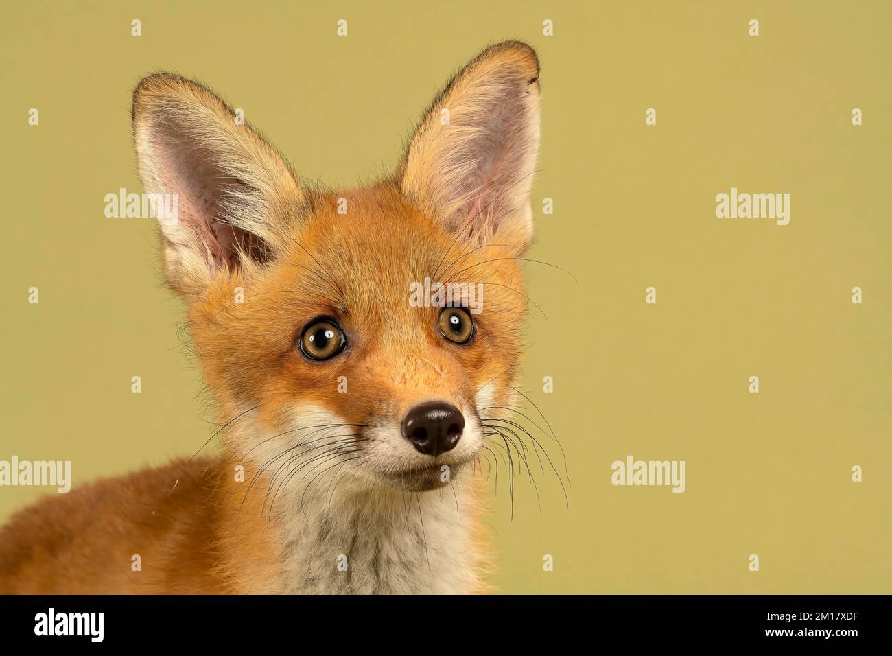 Red fox (Vulpes vulpes), animal portrait, young animal, captive, 8 ...