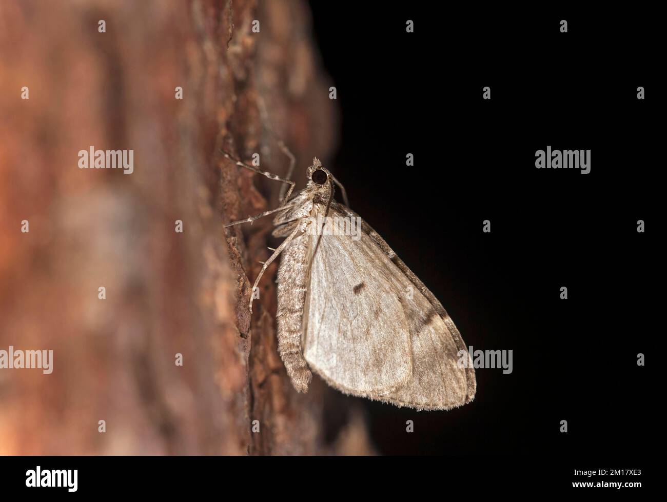 Winter moth (Operophtera brumata), Valais, Switzerland, Europe Stock ...