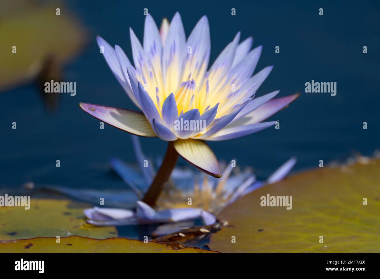 Water lily (Nymphaea), Bangweulu Swamps, Zambia, Africa Stock Photo - Alamy