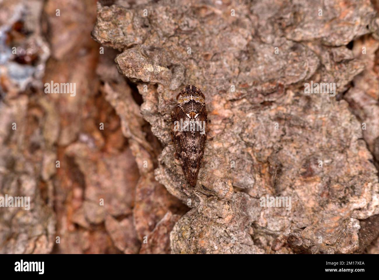 Pine foam cicada (Aphrophora corticea), Valais, Switzerland, Europe ...