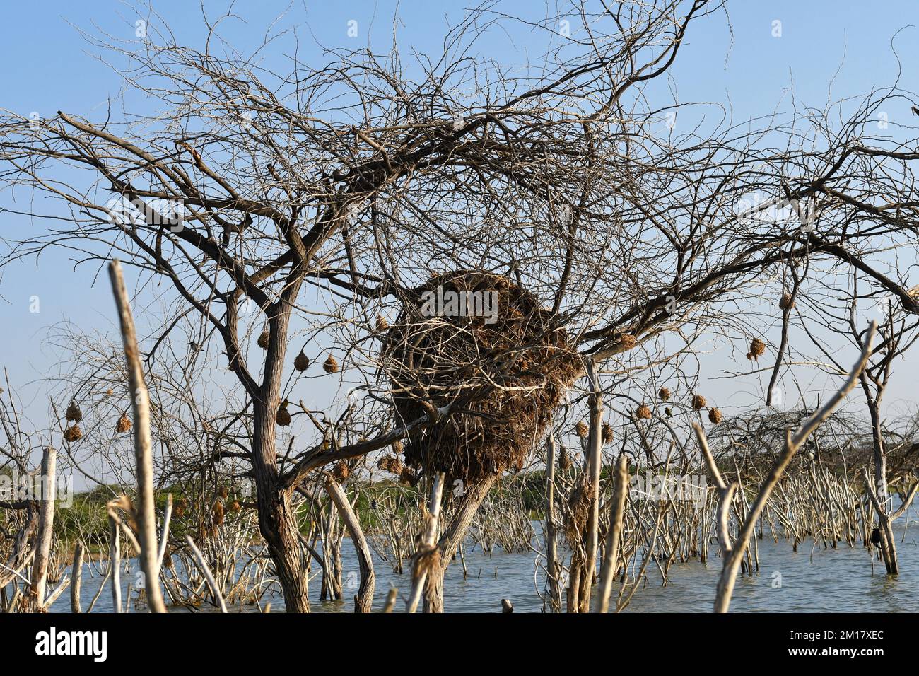 Bird's nest of weavers (Ploceidae) and hammerhead (Scopus umbretta ...