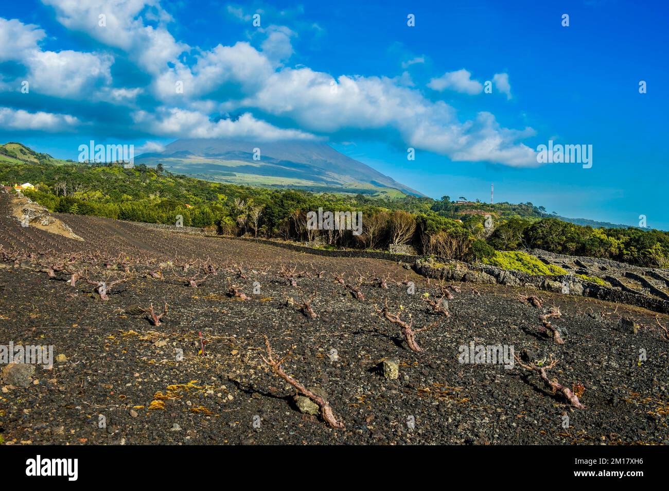 UNESCO-designated historical vineyards below Ponta do Pico, Island of ...