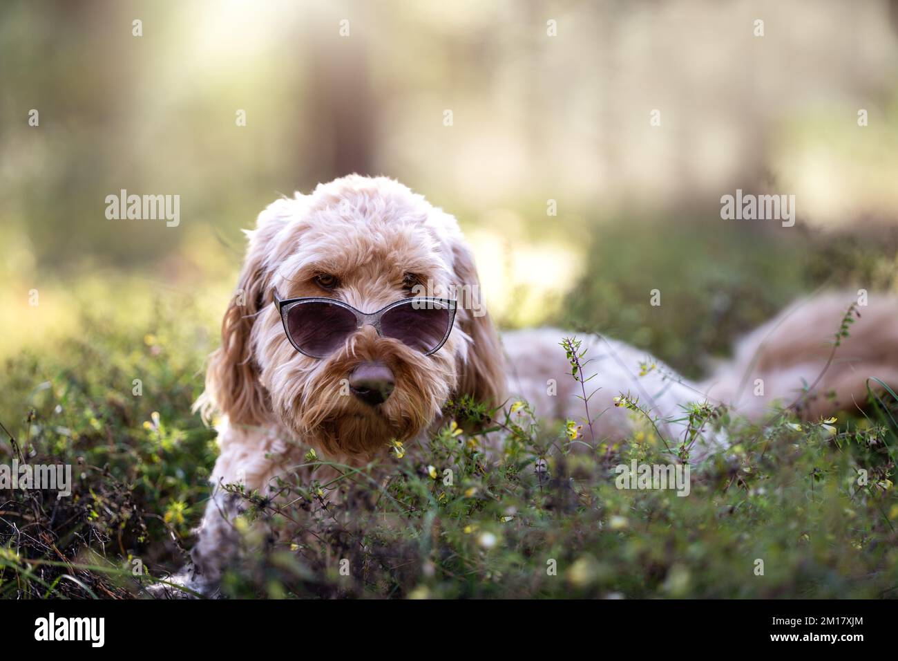 A closeup of a Labradoodle with sunglasses, sitting in green grass ...