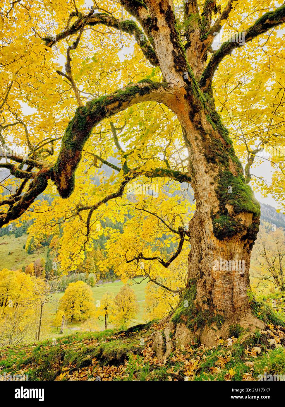 Deciduous discolouration hi-res stock photography and images - Alamy
