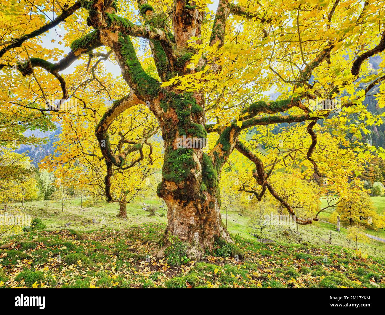 Deciduous discolouration hi-res stock photography and images - Alamy