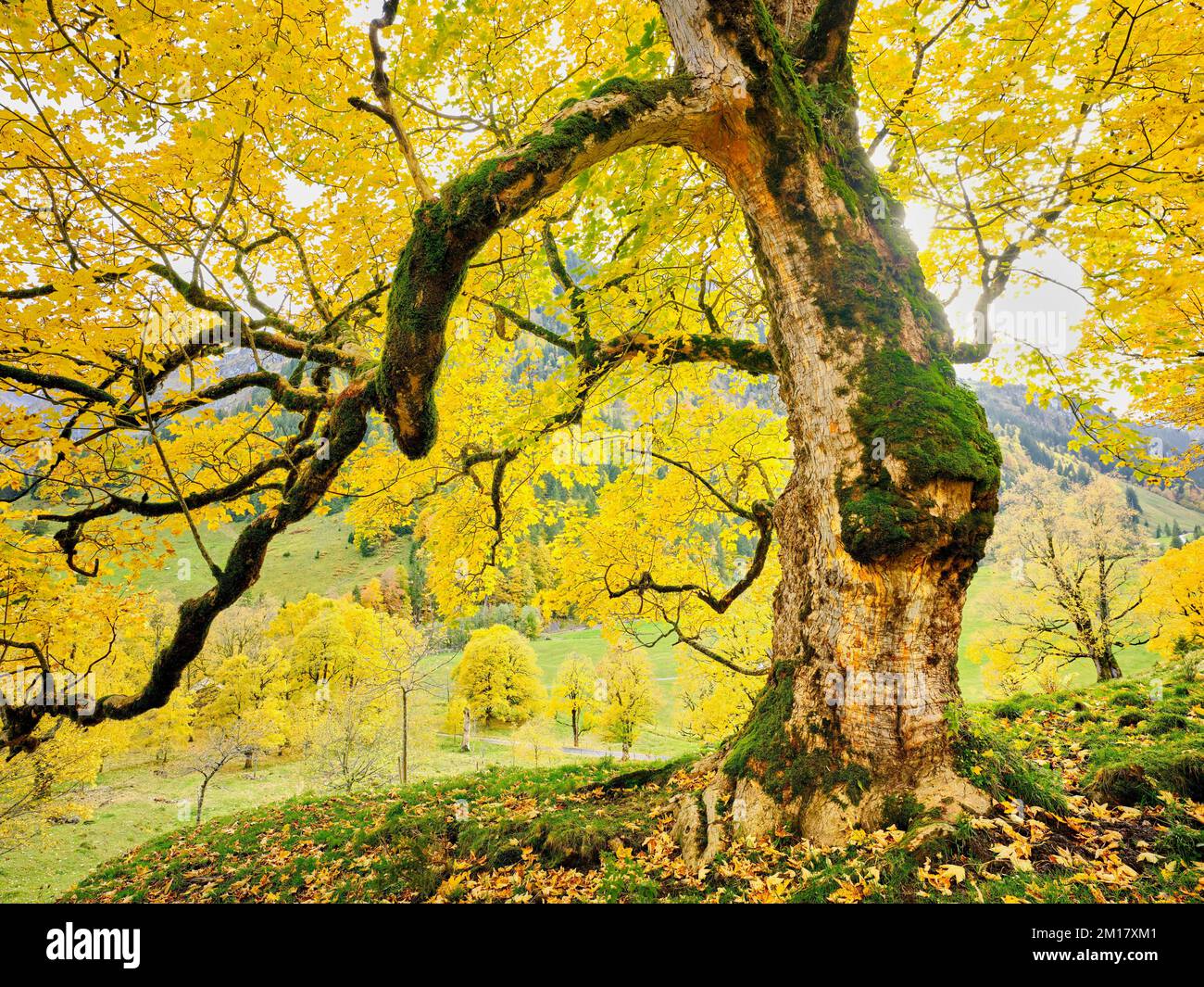 Deciduous discolouration hi-res stock photography and images - Alamy