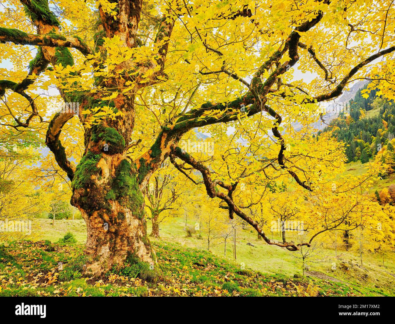 Old sycamore maple (Acer pseudo plantanus), in autumnal discolouration ...