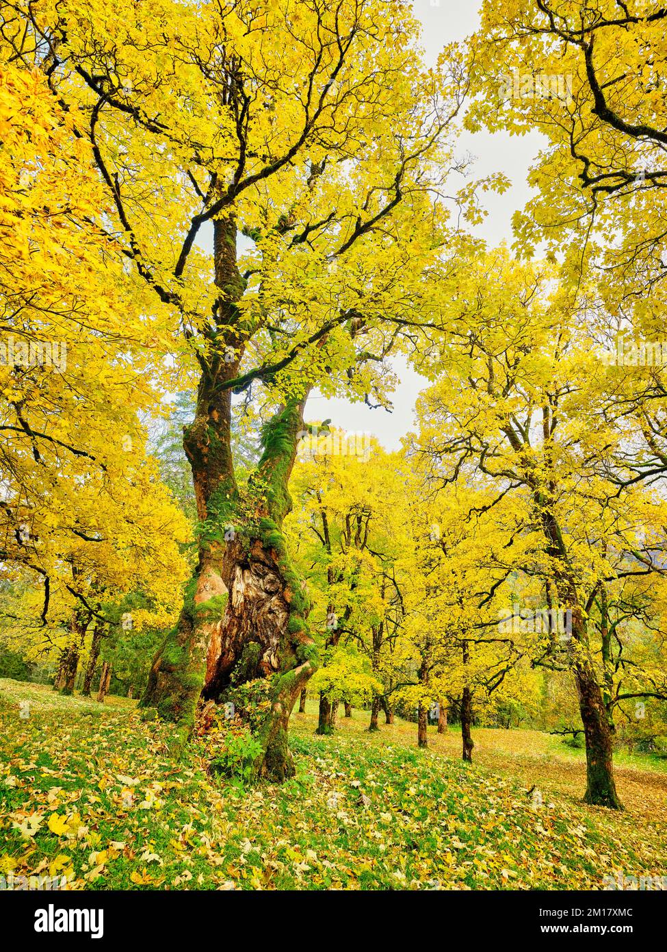 Deciduous forest discolouration hi-res stock photography and images - Alamy
