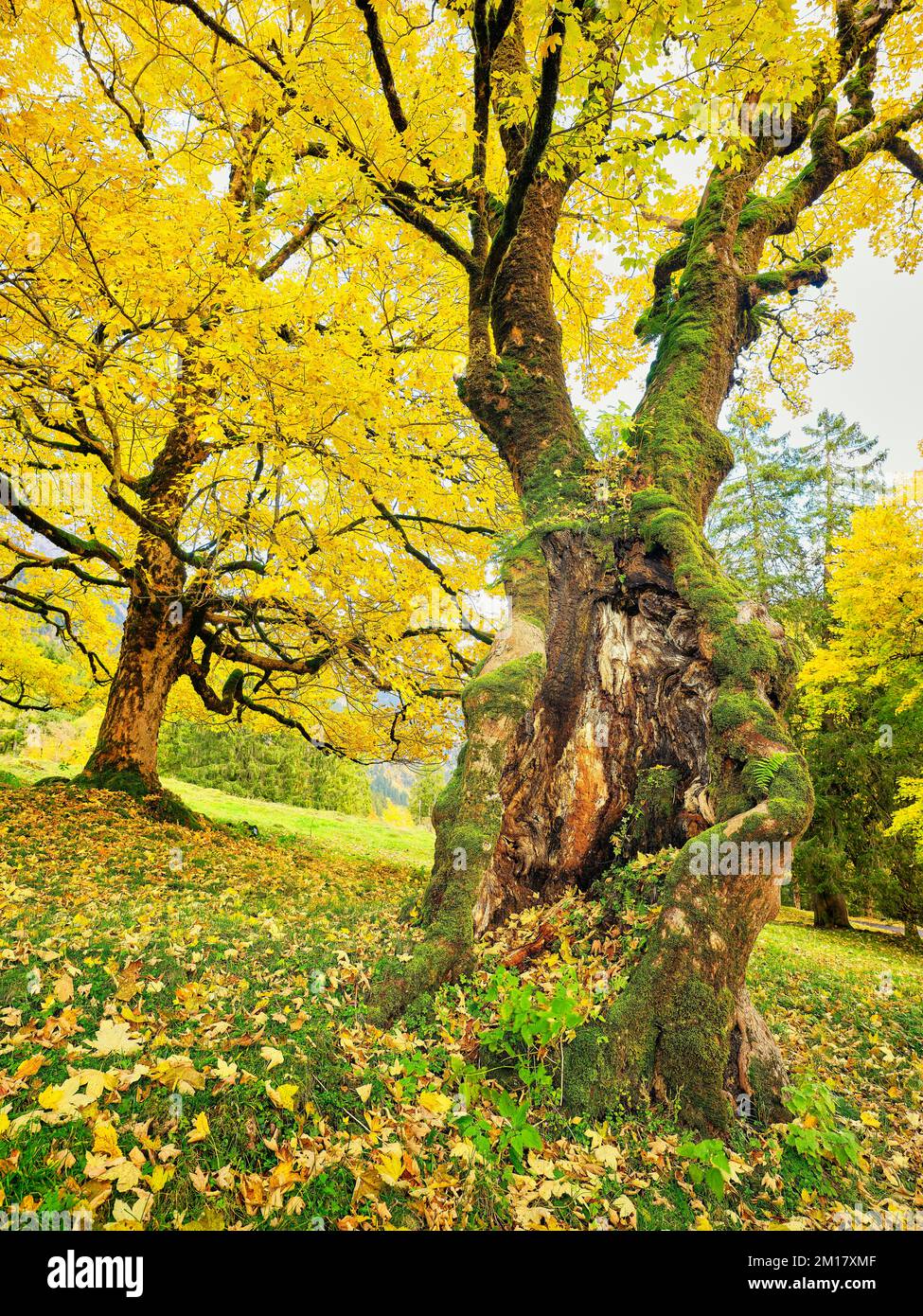 Deciduous discolouration hi-res stock photography and images - Alamy