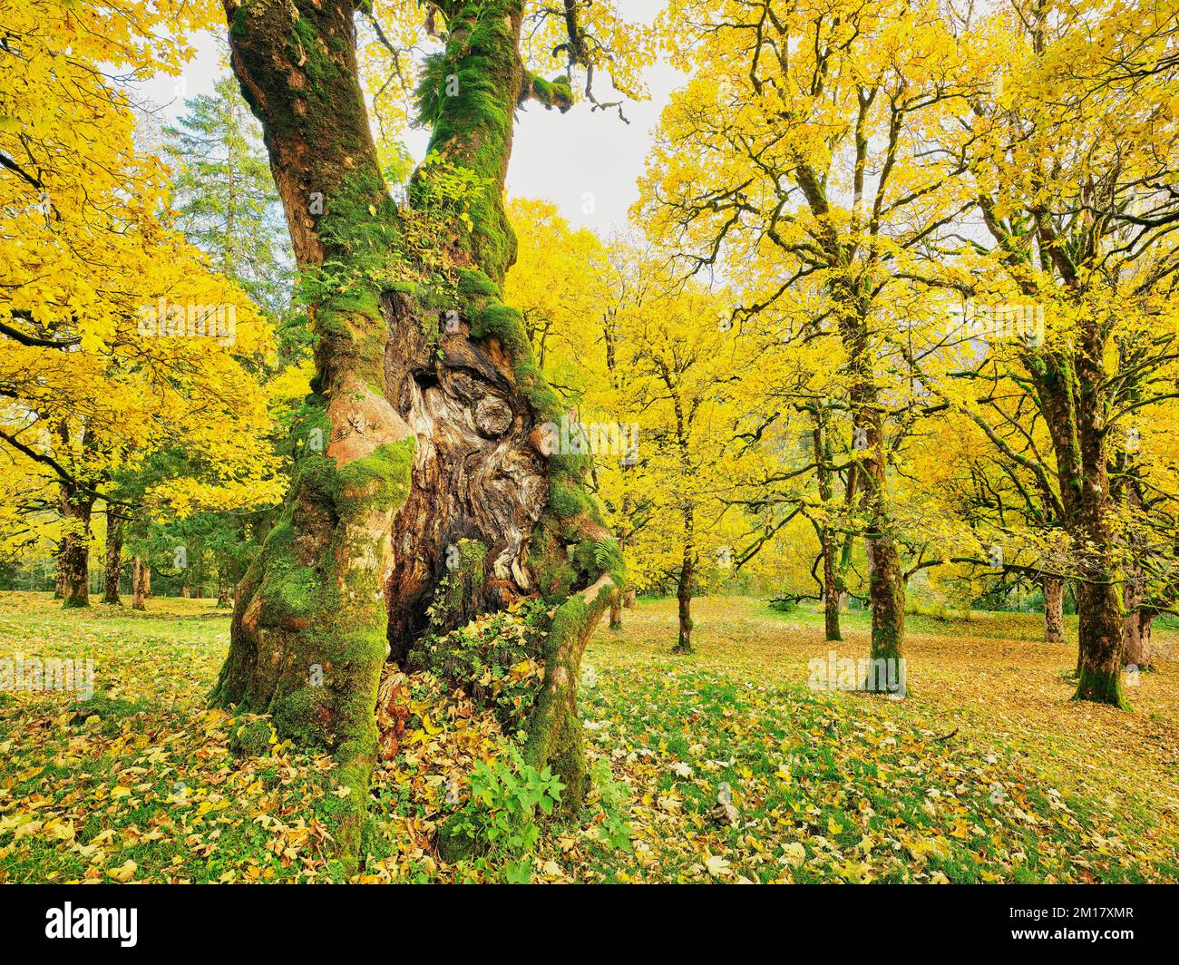 Forest of sycamore maple (Acer pseudo plantanus), in autumnal ...