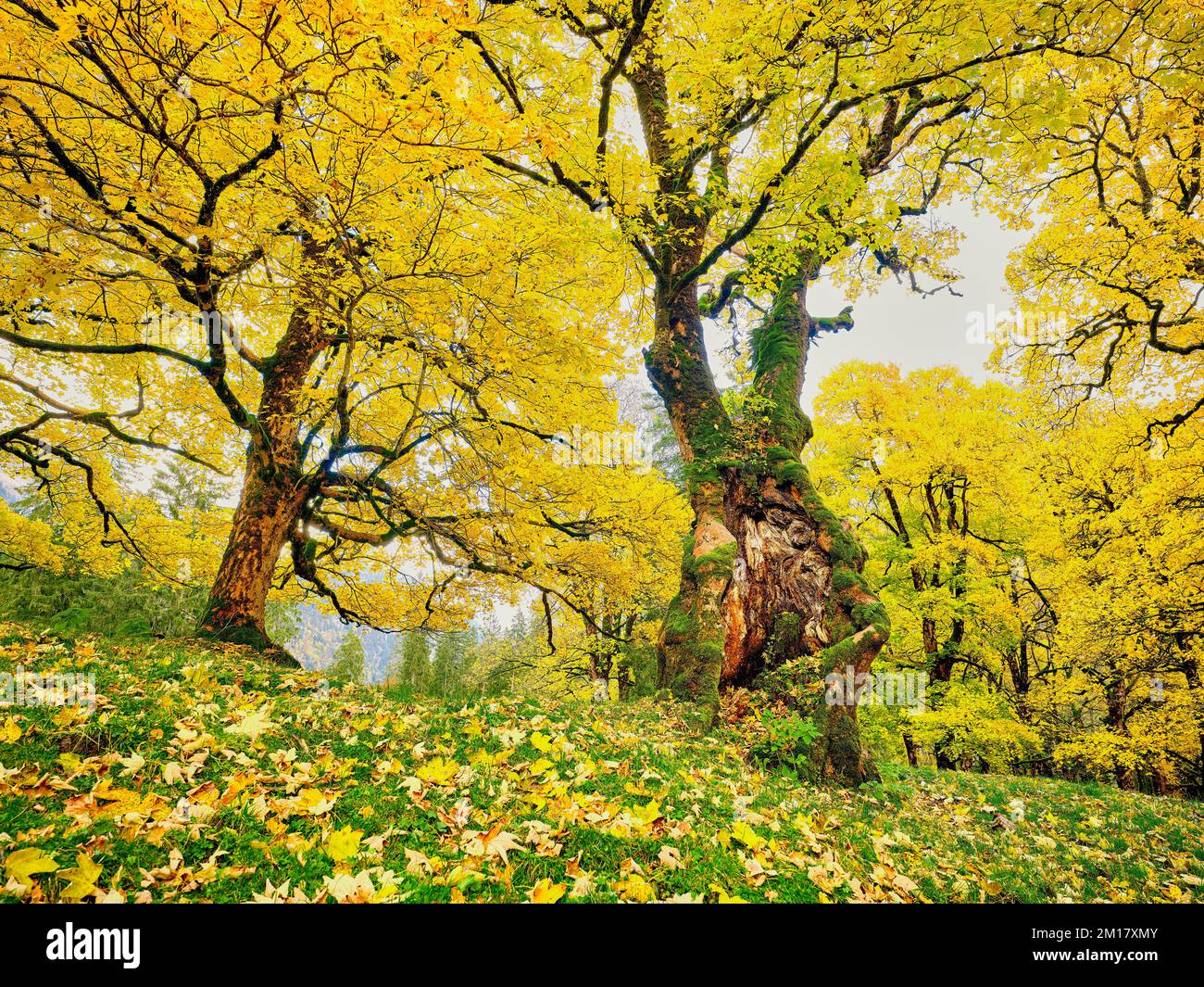 Deciduous discolouration hi-res stock photography and images - Alamy