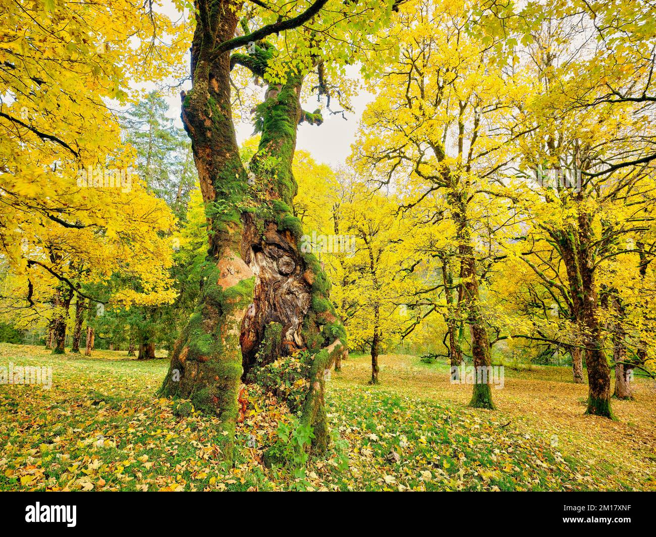 Deciduous forest discolouration hi-res stock photography and images - Alamy