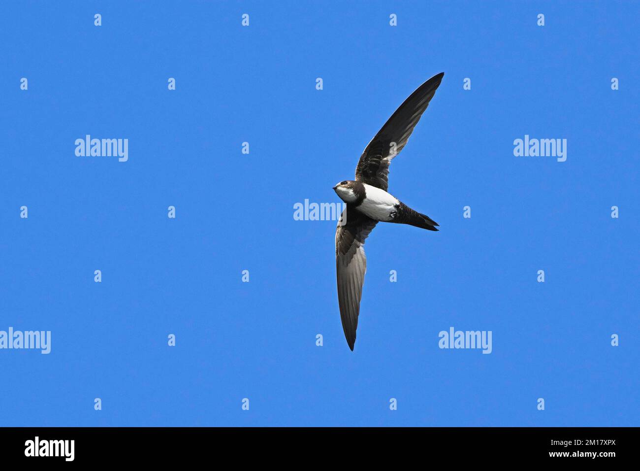 Alpine swift (Apus melba), adult, in flight, Switzerland, Europe Stock ...
