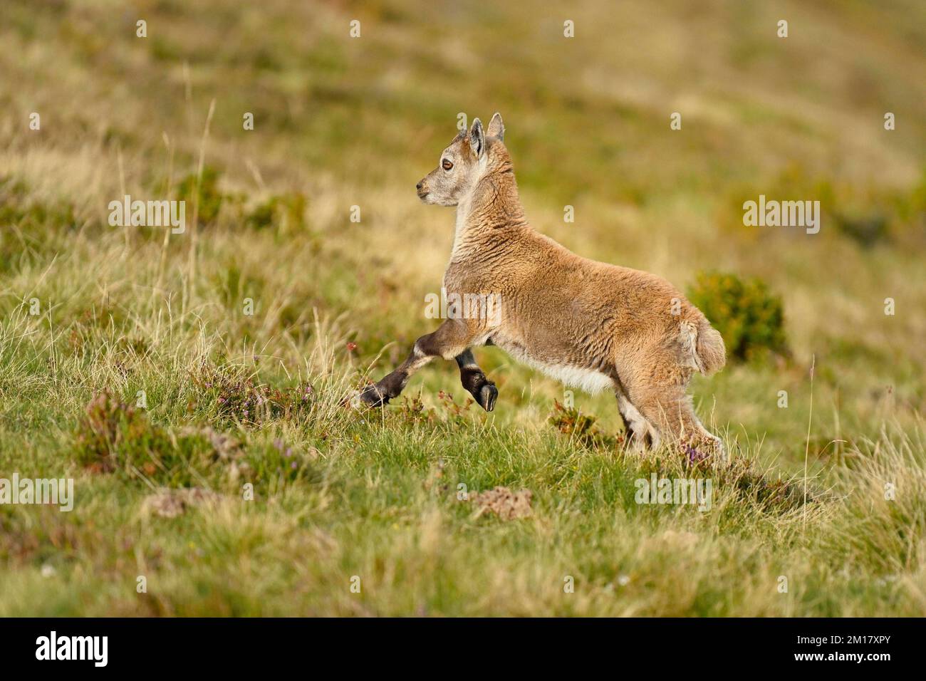 Young goat jump hi-res stock photography and images - Alamy